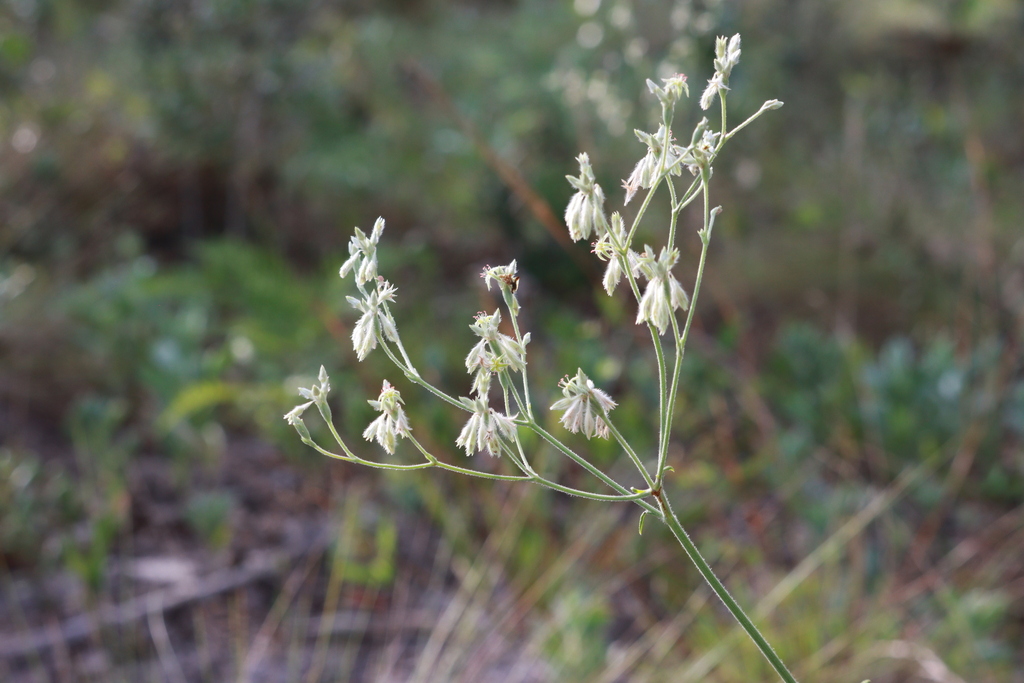 Scrub Buckwheat in May 2024 by LW Ridge · iNaturalist