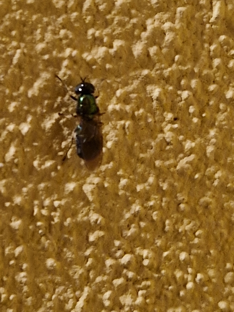 Soldier Flies from 37067 Valeggio sul Mincio VR, Italia on May 26, 2024 ...