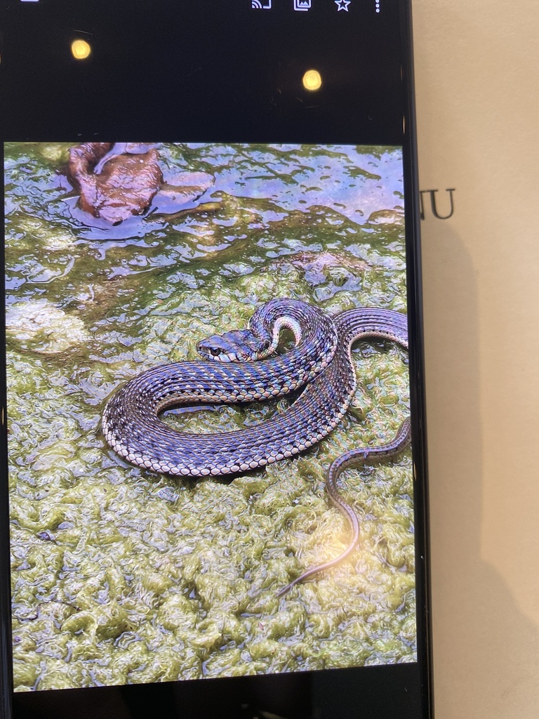 Two-striped Garter Snake in May 2024 by chaselovespolarbears · iNaturalist