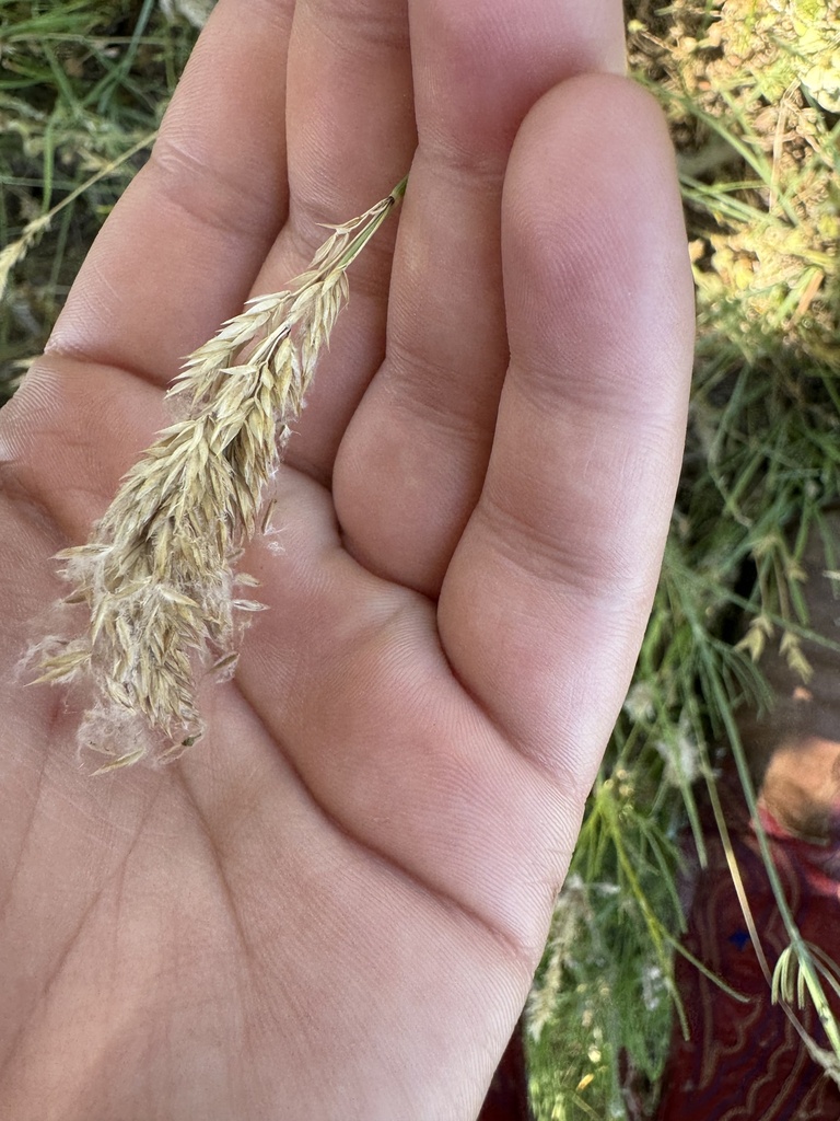 Texas bluegrass from FM-3256, Paducah, TX, US on May 26, 2024 at 11:57 ...