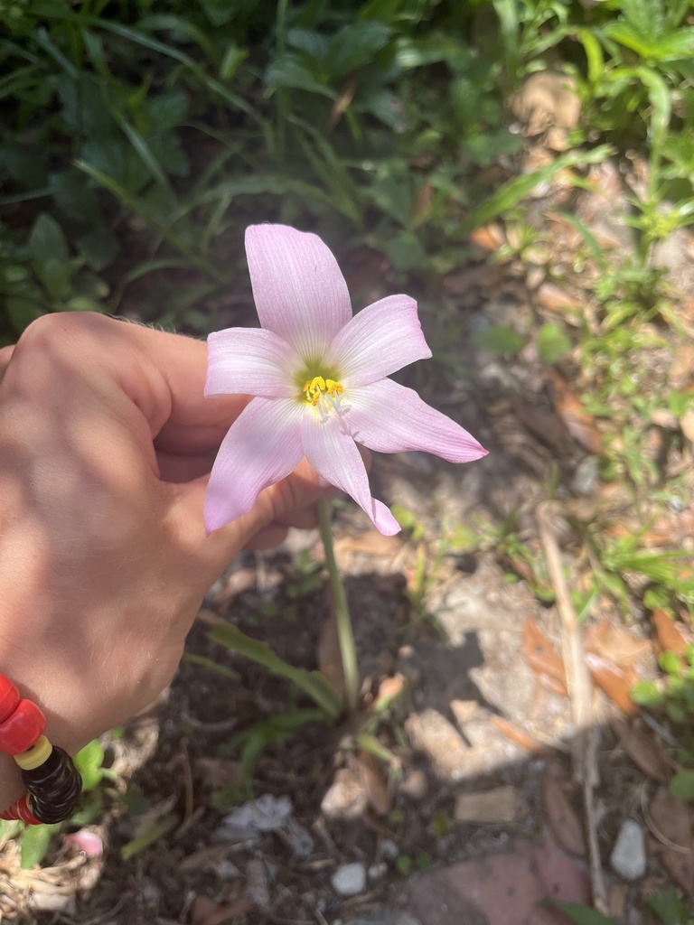 pink rain lily from Rainbow Springs State Park, Dunnellon, FL, US on ...