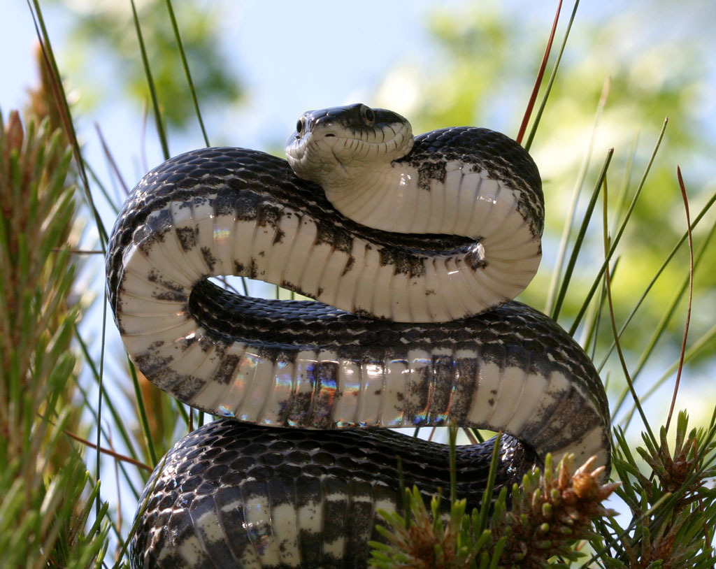 Eastern/Gray Ratsnake Complex from Bells, North Carolina, United States ...