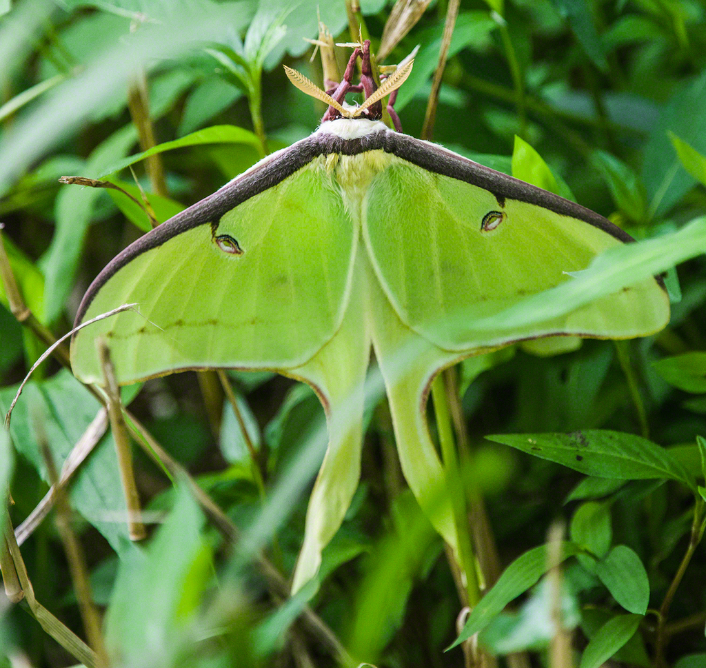 North American Luna Moth from Powhatan County, VA, USA on May 26, 2024 ...