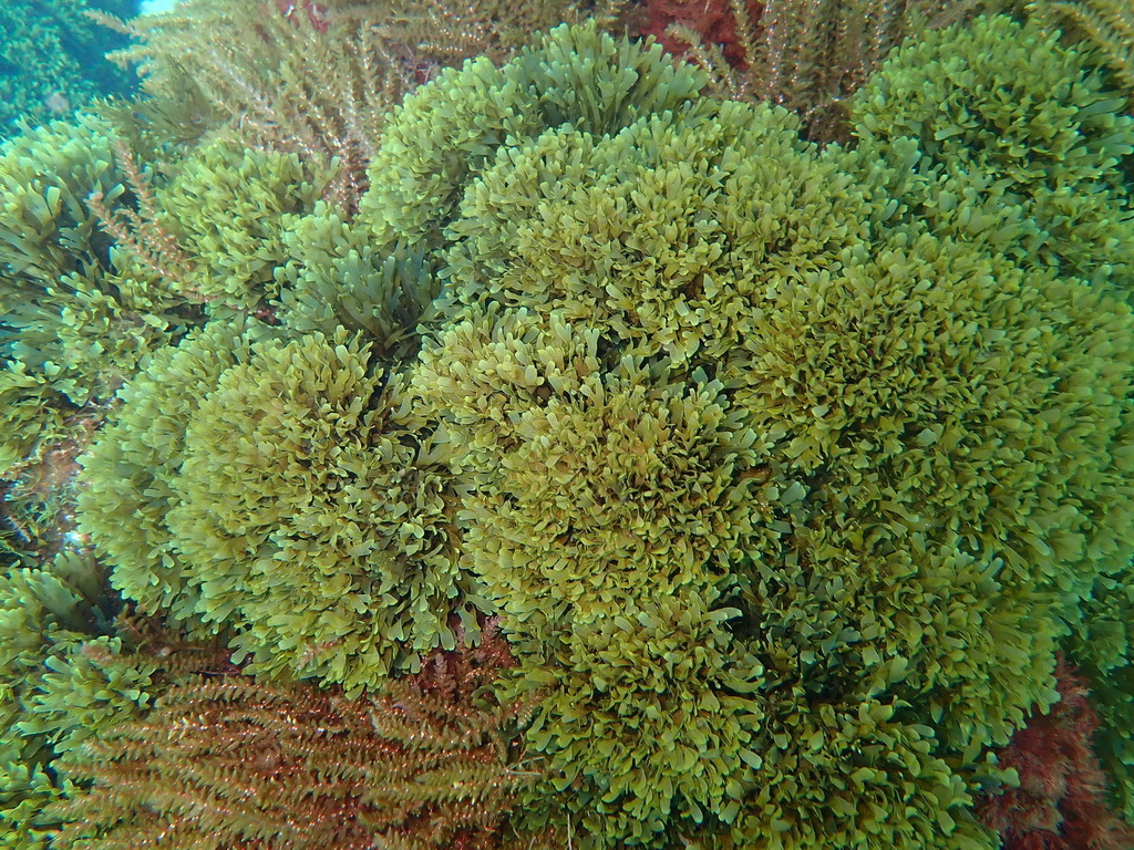 Northwest Pacific brown alga from Jarre, Marseille, France on May 26 ...