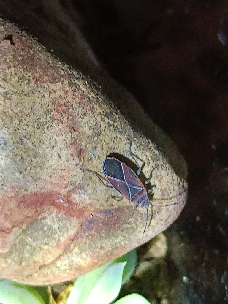 White-crossed Seed Bug from Zapopan, Jal., México on May 19, 2024 at 11 ...