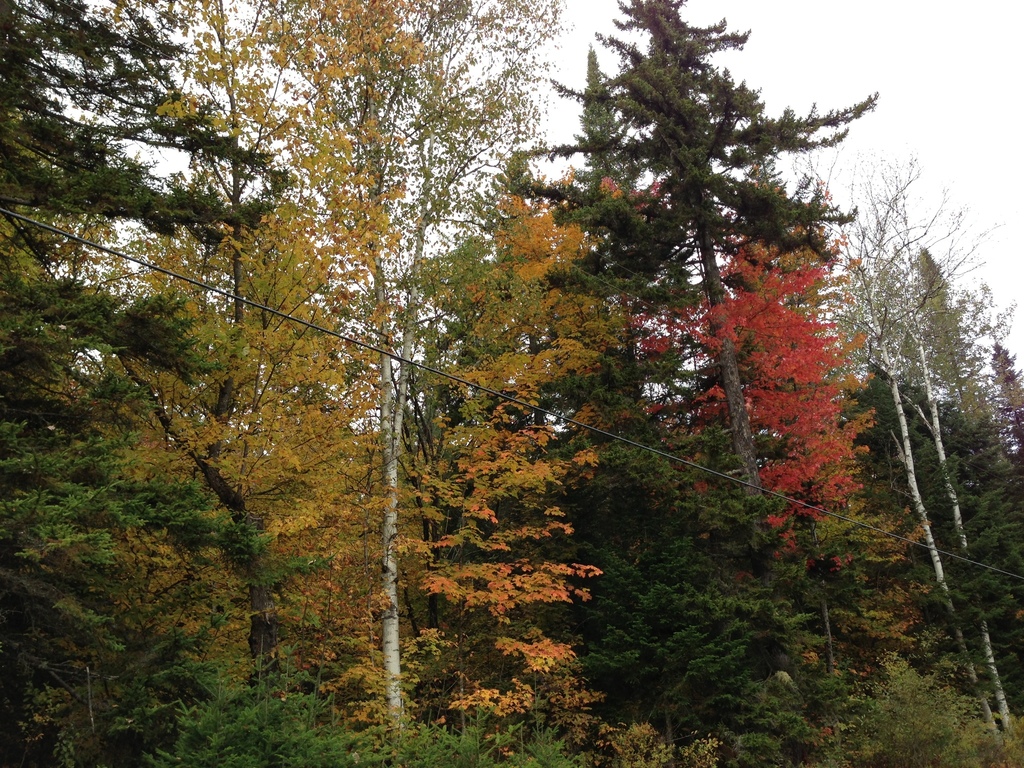 balsam fir from Essex, Vermont, United States on September 28, 2012 at ...