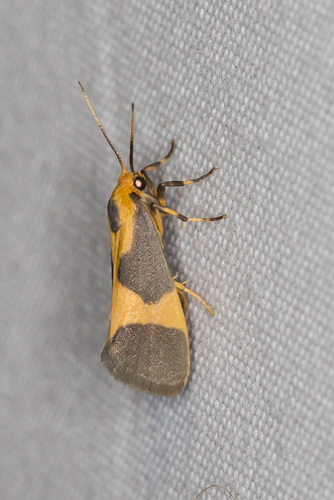 One-banded Lichen Moth (Cisthene unifascia) · iNaturalist