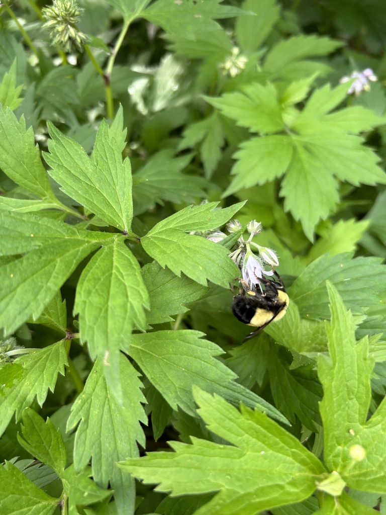 Rusty-patched Bumble Bee in May 2024 by caelli · iNaturalist