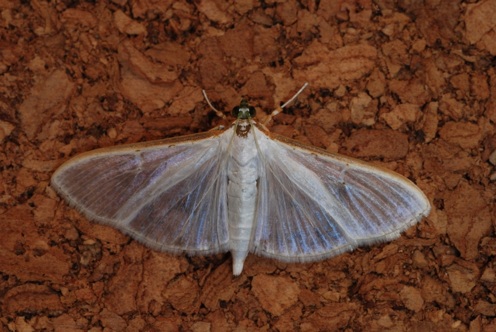 Jasmine Moth from Αμπελοχώρι 4607, Pissouri, Cyprus on May 10, 2019 at ...