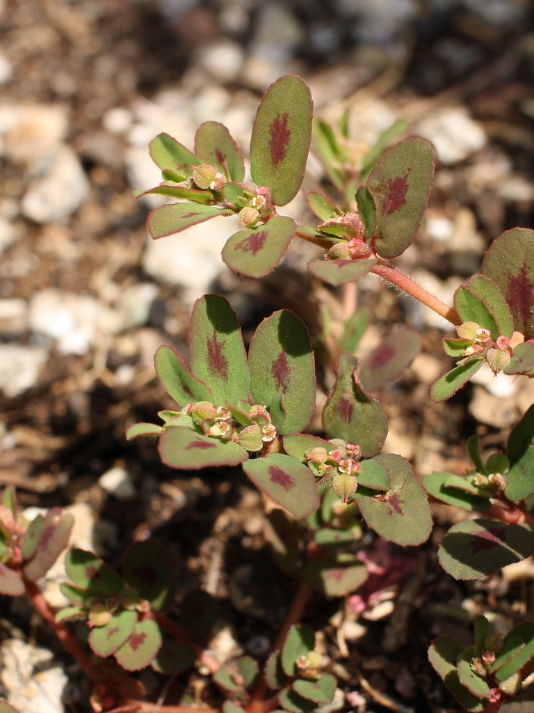 Spotted spurge from Elgin, SC, USA on May 26, 2024 at 02:02 PM by ...