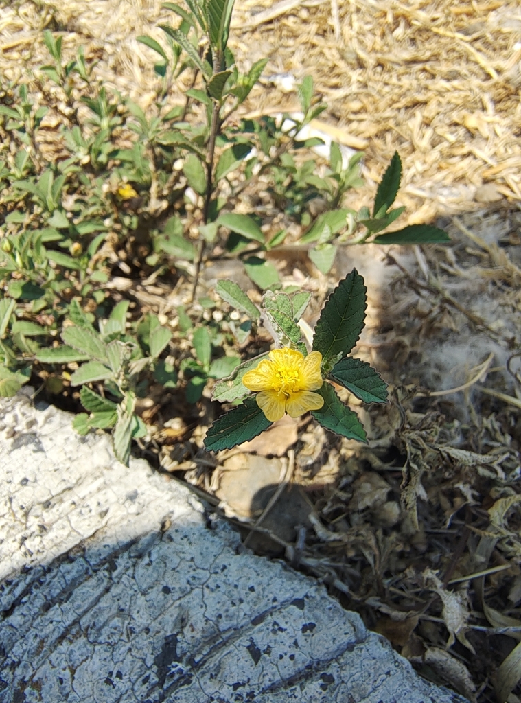 Cuban jute from Constituyentes de Apatzingán de 1814, 58195 Morelia ...