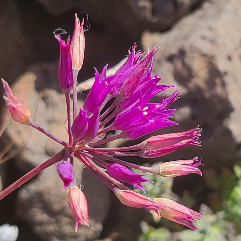Hooker's onion from Yakima County, US-WA, US on May 25, 2024 at 10:52 ...