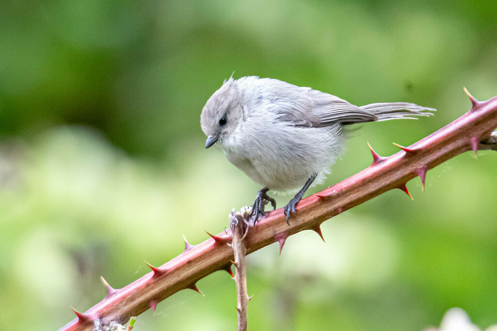 Bushtit from Happy Valley, Bellingham, WA, USA on May 25, 2024 at 11:31 ...