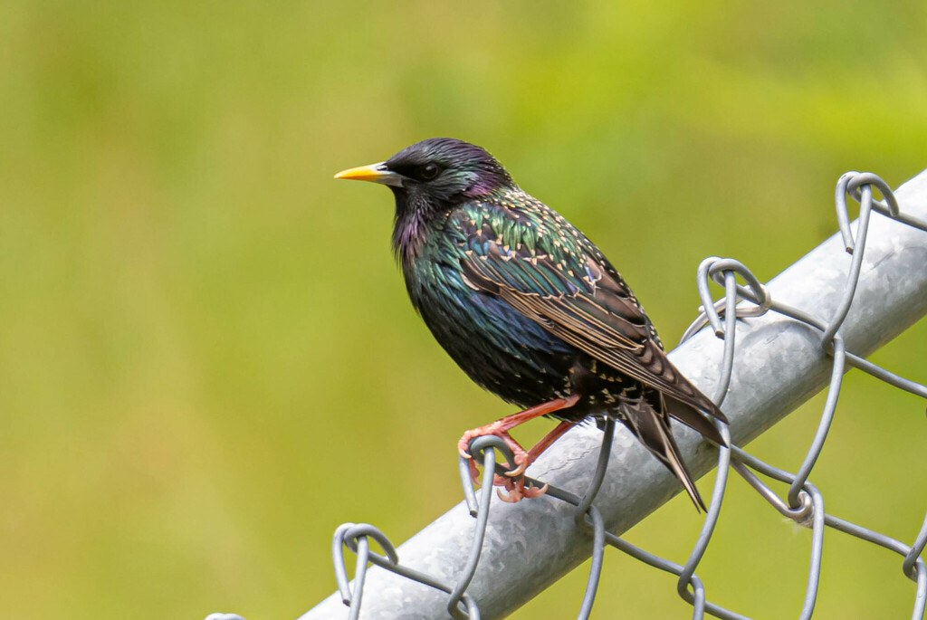 European Starling from Happy Valley, Bellingham, WA, USA on May 25 ...