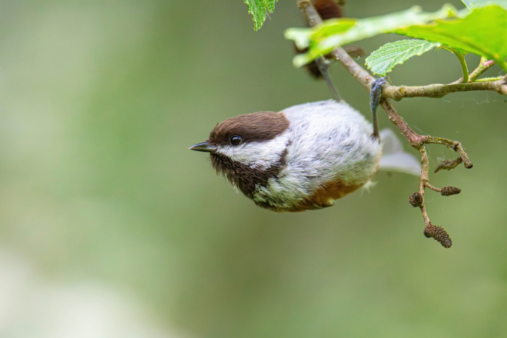 Chestnut-backed Chickadee from Happy Valley, Bellingham, WA, USA on May ...