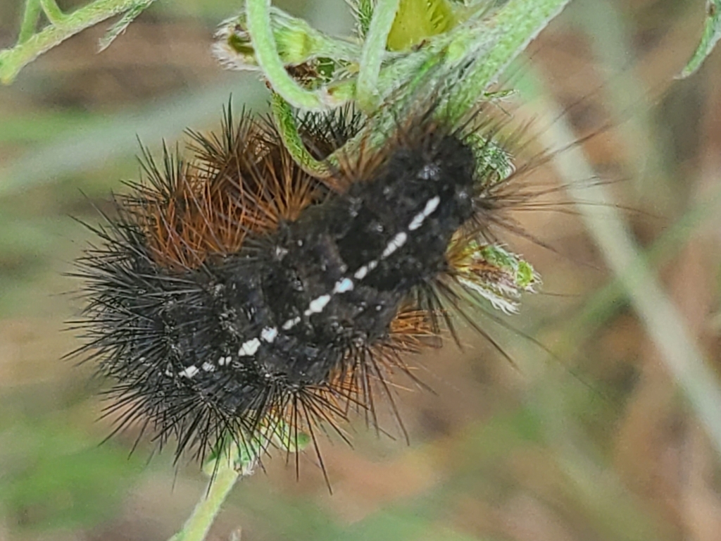 Nevada Tiger Moth from Yakima County, US-WA, US on May 25, 2024 at 01: ...