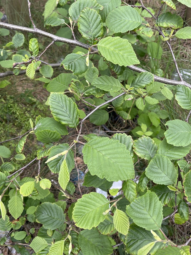 grey alder from Freeport, Liverpool, England, GB on May 26, 2024 at 01: ...