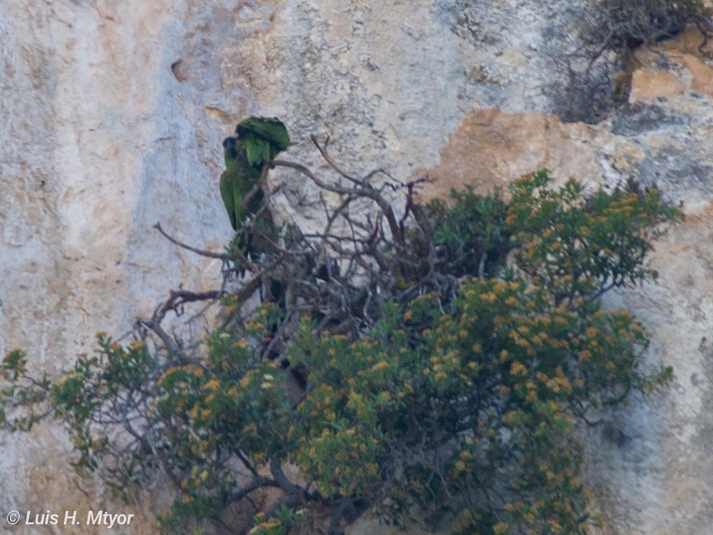 Maroon-fronted Parrot in May 2024 by Luis Humberto "Beto" Montemayor ...