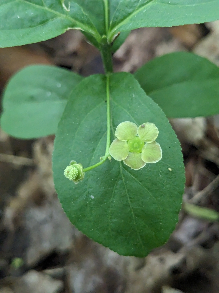 Running Strawberry-bush from Ilderton, ON N0M 2A0, Canada on May 26 ...