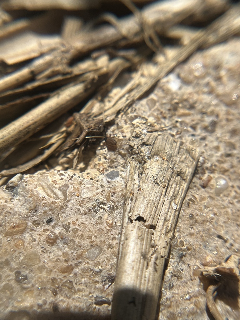 Chernetid Pseudoscorpions from Beekman Beach, Oyster Bay, NY, US on May ...