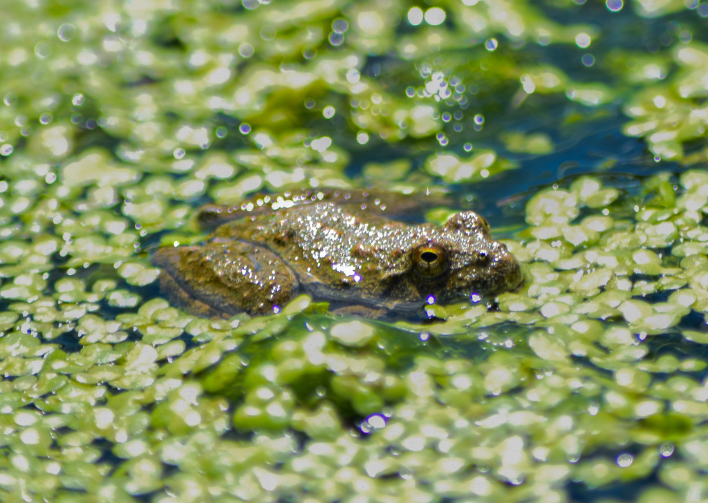 Blanchard's Cricket Frog from Trago Park, N 22nd St & U St, Lincoln, NE ...