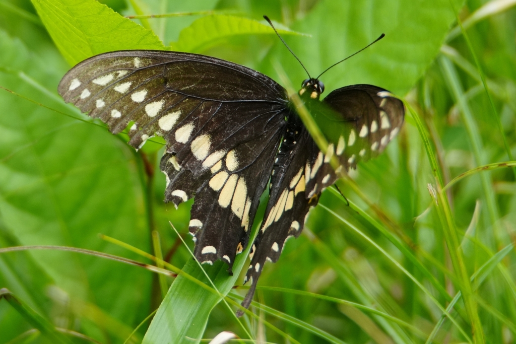 Black Swallowtail from Houston, TX 77058, USA on May 26, 2024 at 01:19 ...