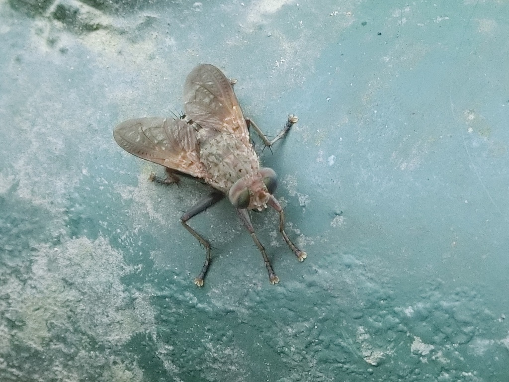 Fly Pirates from 511台灣彰化縣社頭鄉 on May 26, 2024 at 04:50 PM by r88621108 ...