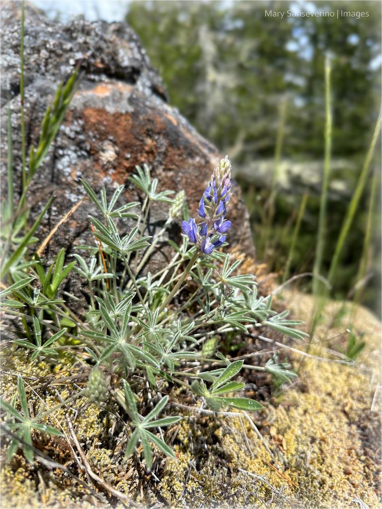 Dwarf Lupine in May 2024 by Mary Sanseverino. Red-listed plant in BC ...