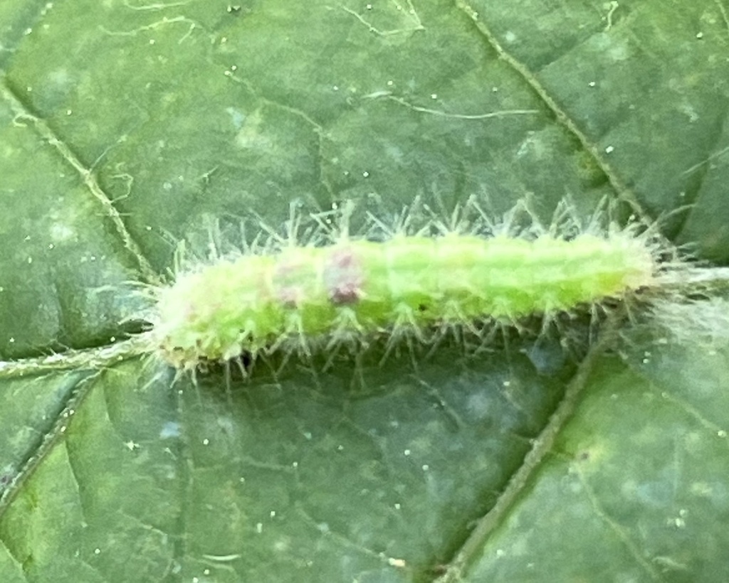 Grape Plume Moth from Pennsylvania Ave, Apalachin, NY, US on May 26 ...