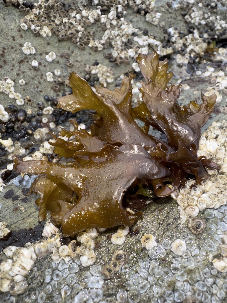 encrusting red algae from Samish Bay, WA, US on May 26, 2024 at 03:26 ...