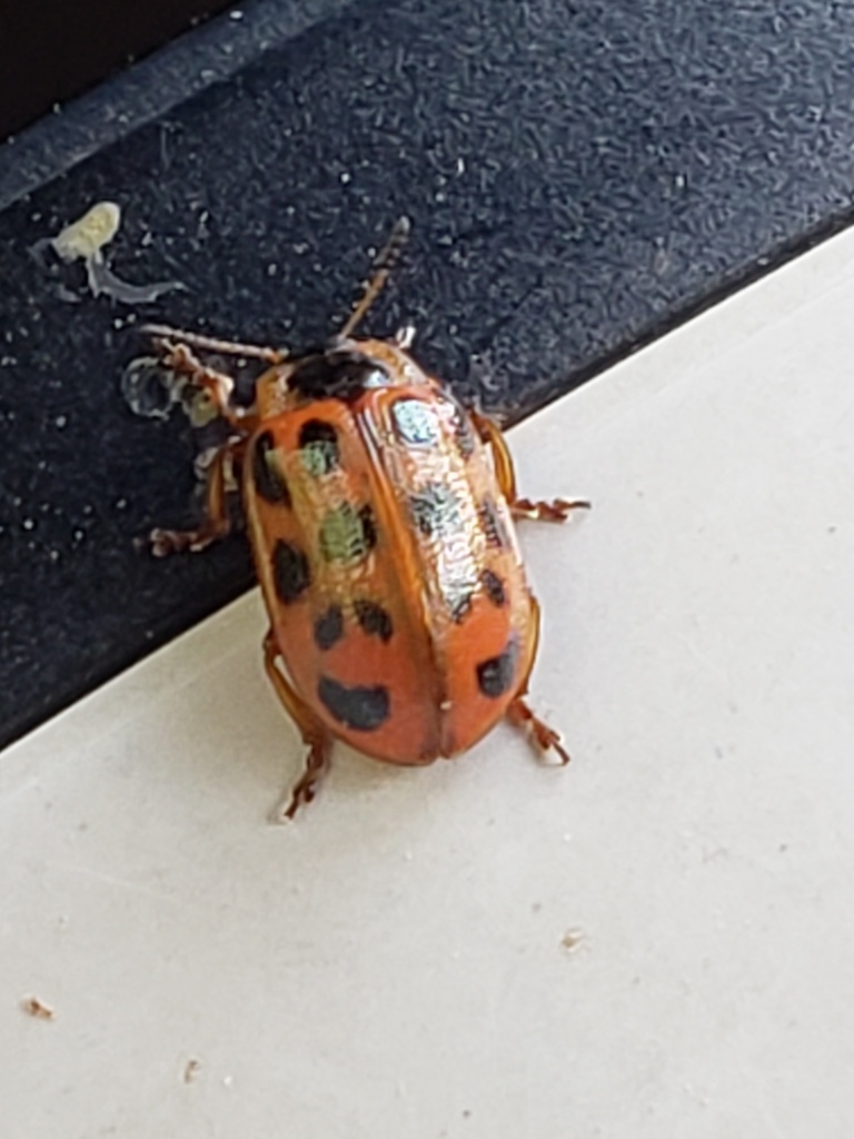 Beetles from Algoma District, ON, Canada on May 24, 2024 at 07:22 PM by ...