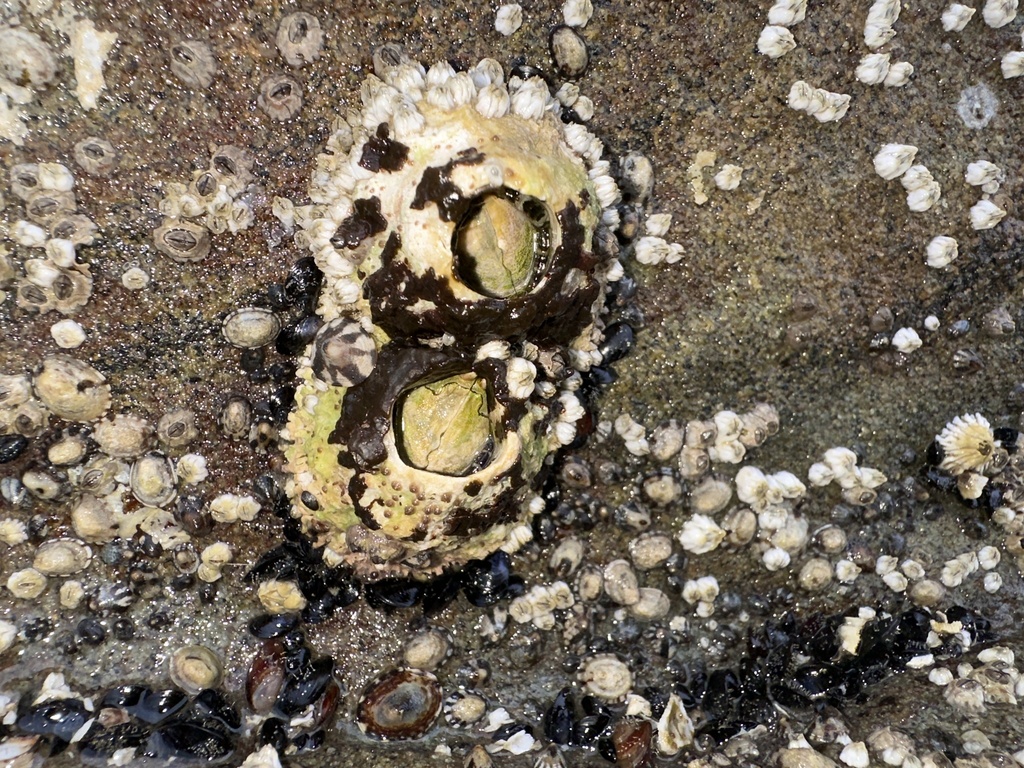 Thatched Barnacle from Samish Bay, WA, US on May 26, 2024 at 03:27 PM ...