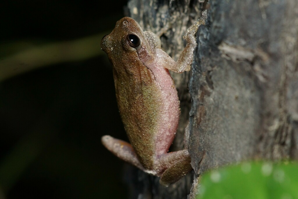 Pine Woods Tree Frog in May 2024 by Max Ramey · iNaturalist