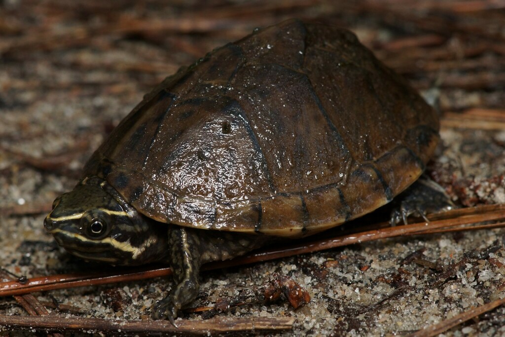 Eastern Musk Turtle in May 2024 by Max Ramey · iNaturalist