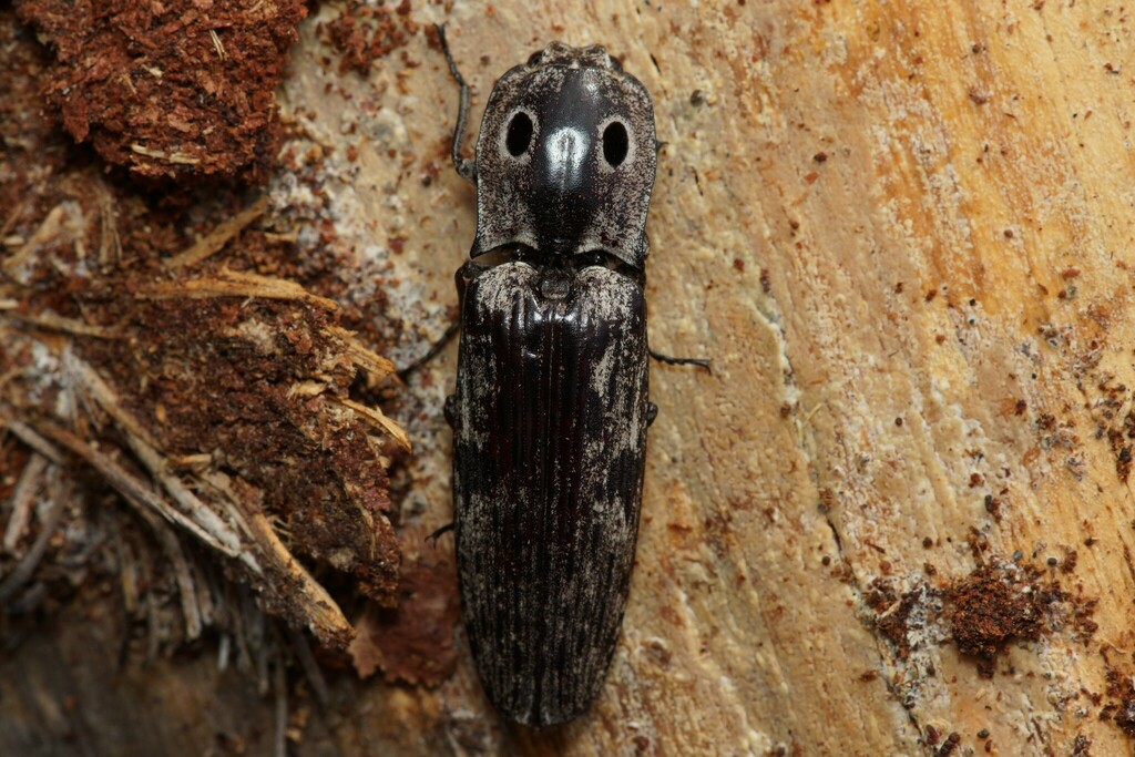Small-eyed Click Beetle in May 2024 by Max Ramey · iNaturalist