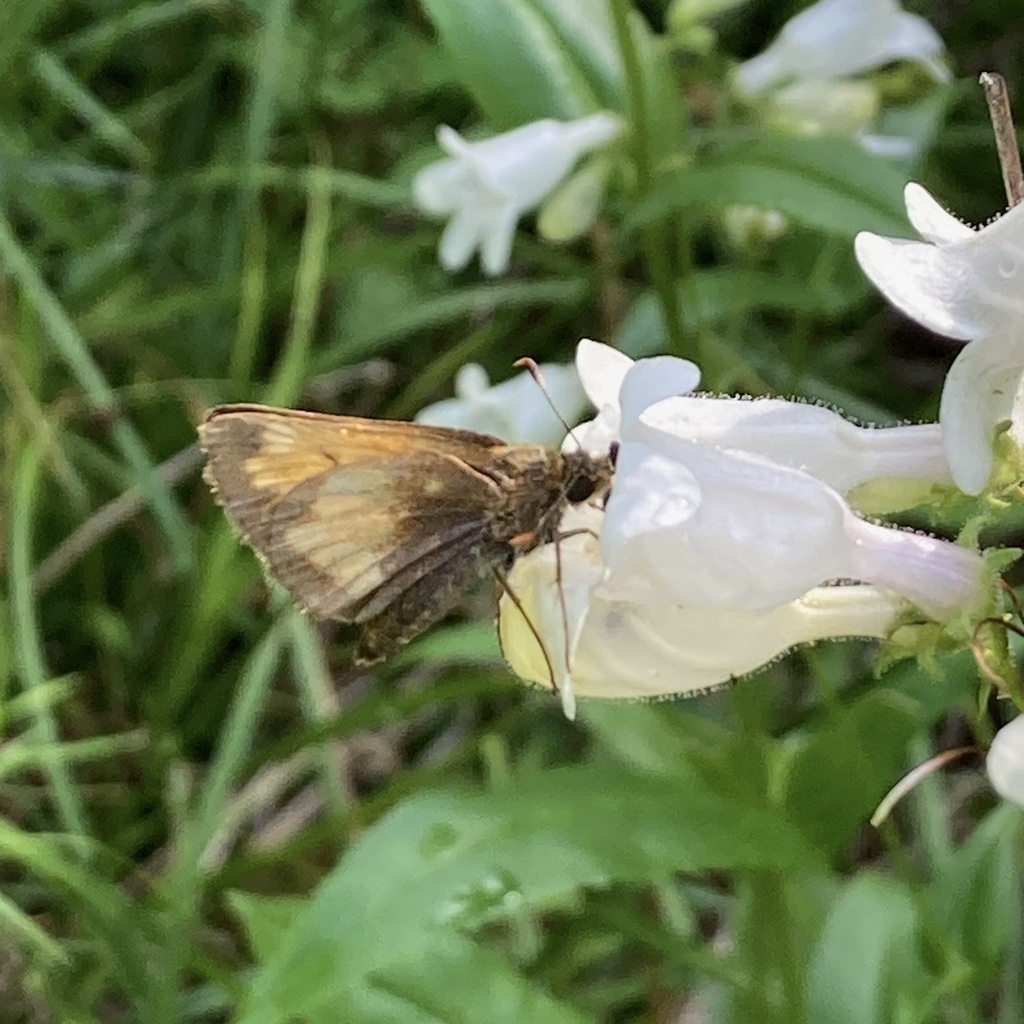 Hobomok Skipper from Clay Lick Rd, Nashville, IN, US on May 26, 2024 at ...