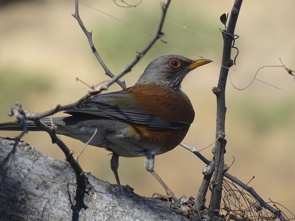 Rufous-backed Robin from Manzana 049, 51160 Zacazonapan, Méx., México ...