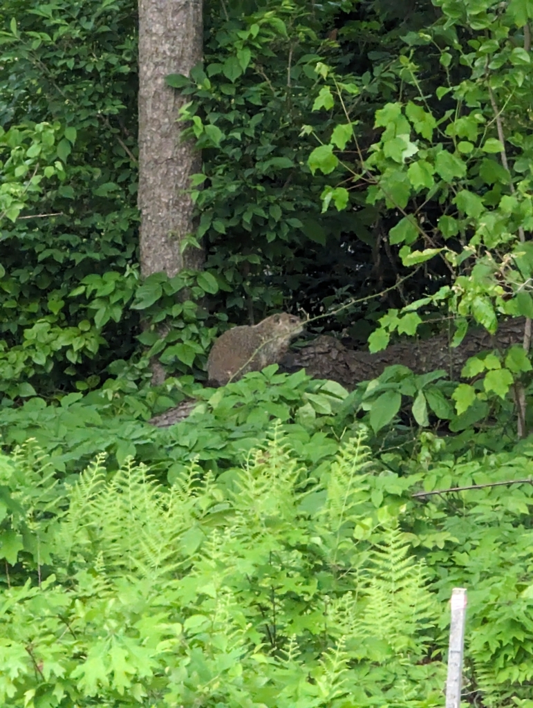 Groundhog from Taunton, MA 02780, USA on May 26, 2024 at 07:07 PM by ...