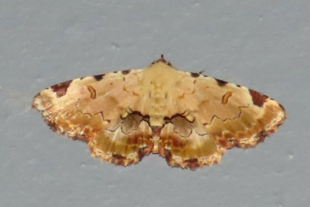 Sandava xylistis from Coomba Park NSW 2428, Australia on May 26, 2024 ...