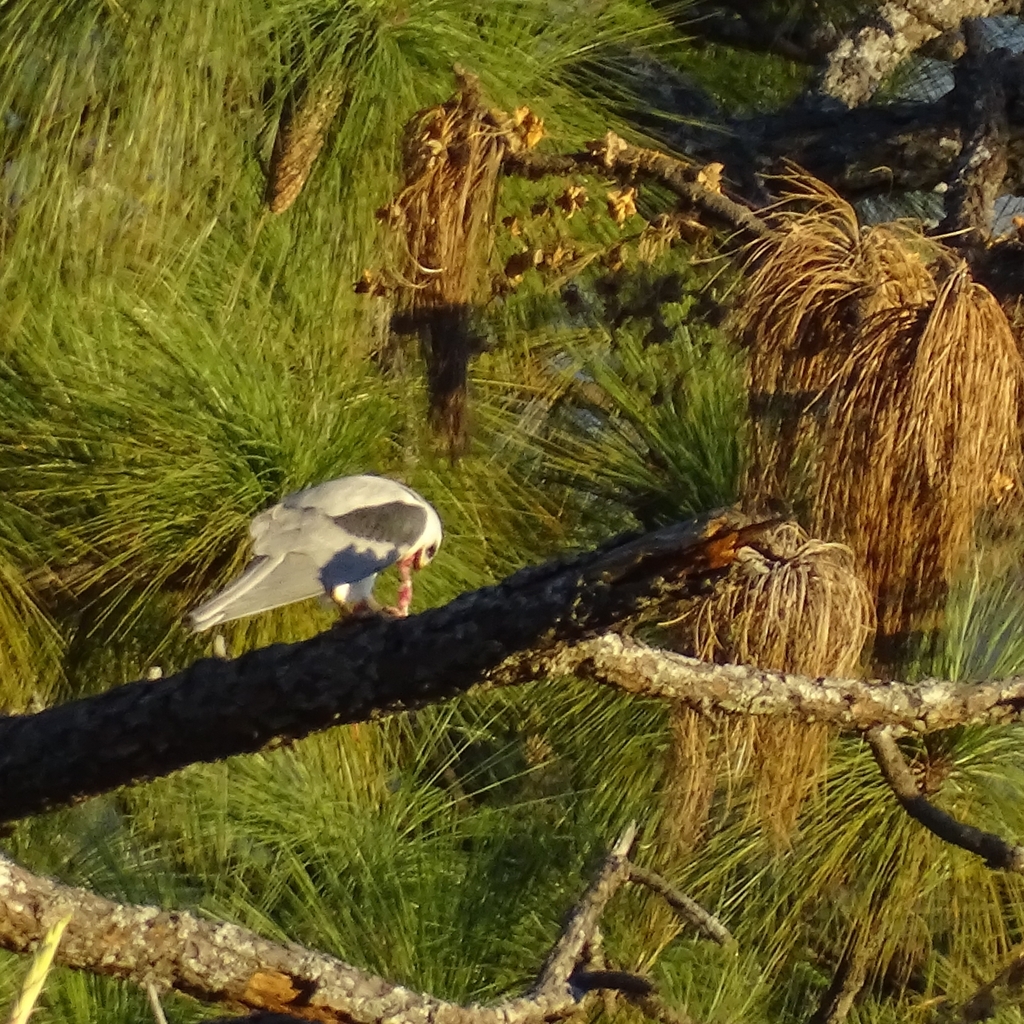 White-tailed Kite from 51305, Méx., México on February 16, 2023 at 07: ...
