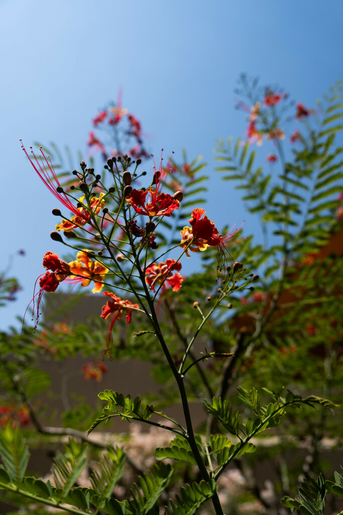 peacock flower from Lomas de Providencia, 44647 Guadalajara, Jal ...
