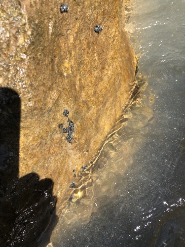 zebra periwinkle (Nodilittorina ziczac) · iNaturalist