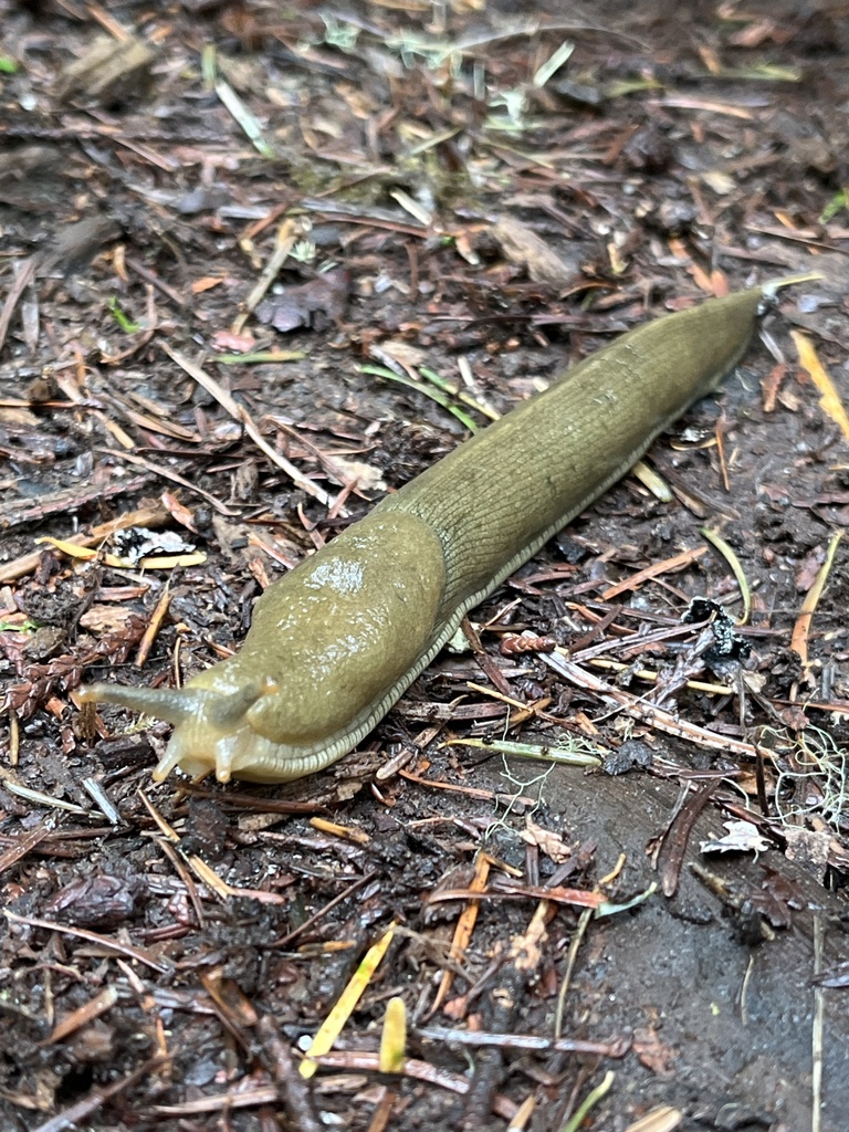 Pacific Banana Slug from Mt. Baker-Snoqualmie National Forest, Enumclaw ...