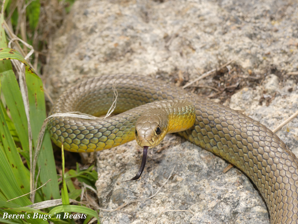 Eastern Yellow-bellied Racer (Coluber constrictor flaviventris ...