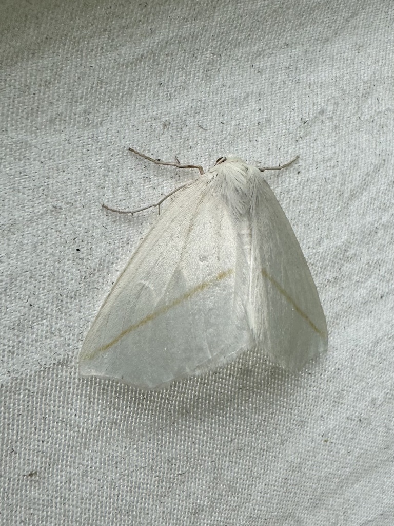 White Slant-line from Kaseville Rd, Danville, PA, US on May 26, 2024 at ...