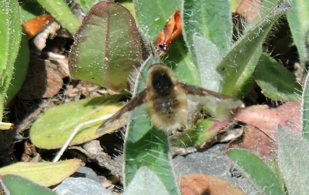 Greater Bee Fly from Rimouski, QC, Canada on May 26, 2024 at 03:15 PM ...