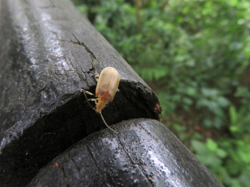 Menippus hsuehleeae · iNaturalist