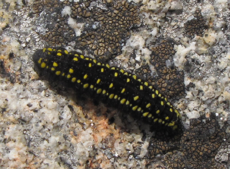 Rocky Mountain Parnassian (Denver-Boulder Metro Area: Butterflies and ...