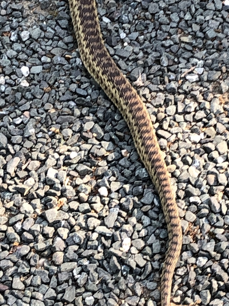 Pacific Gopher Snake from Bella Oaks Ln, Napa, CA, US on May 26, 2024 ...