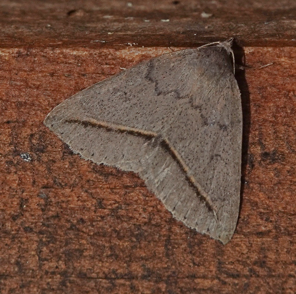 Yellow-lined Chocolate Moth from Jasper County, TX, USA on May 4, 2024 ...